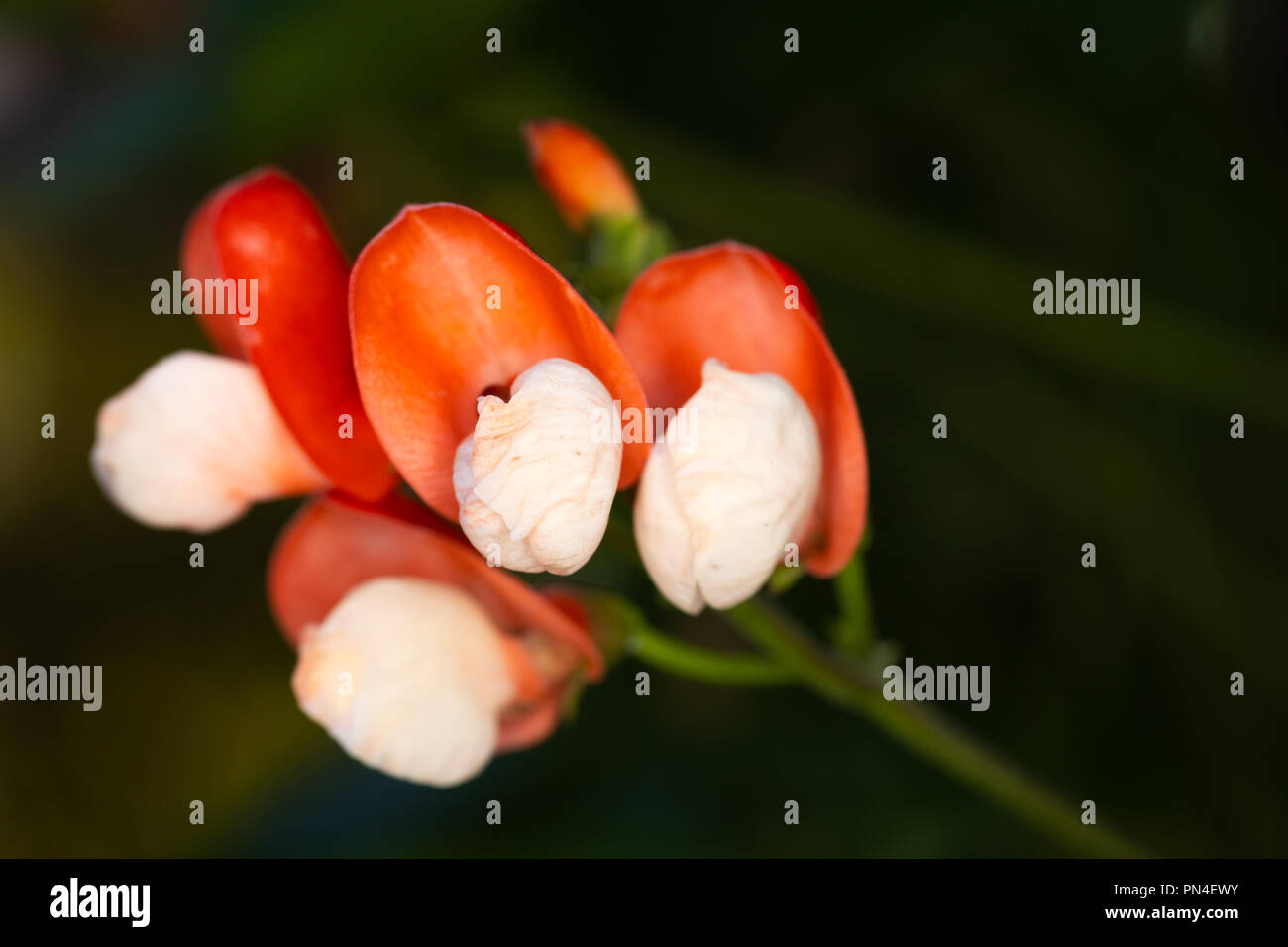 Scarlet runner bean hi-res stock photography and images - Alamy