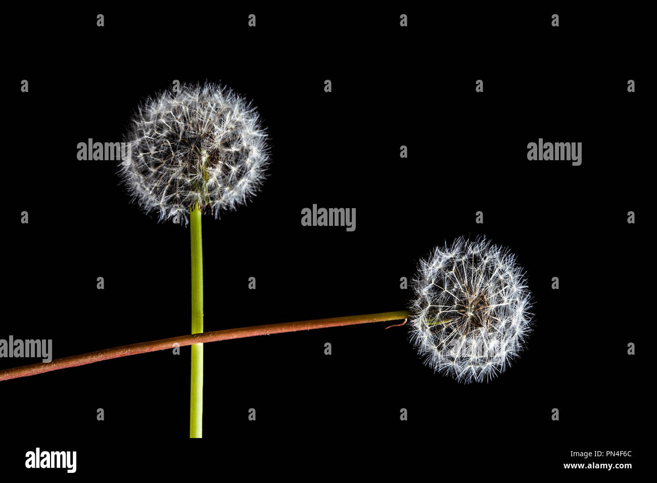 Two dandelions on black background with copy space Stock Photo - Alamy