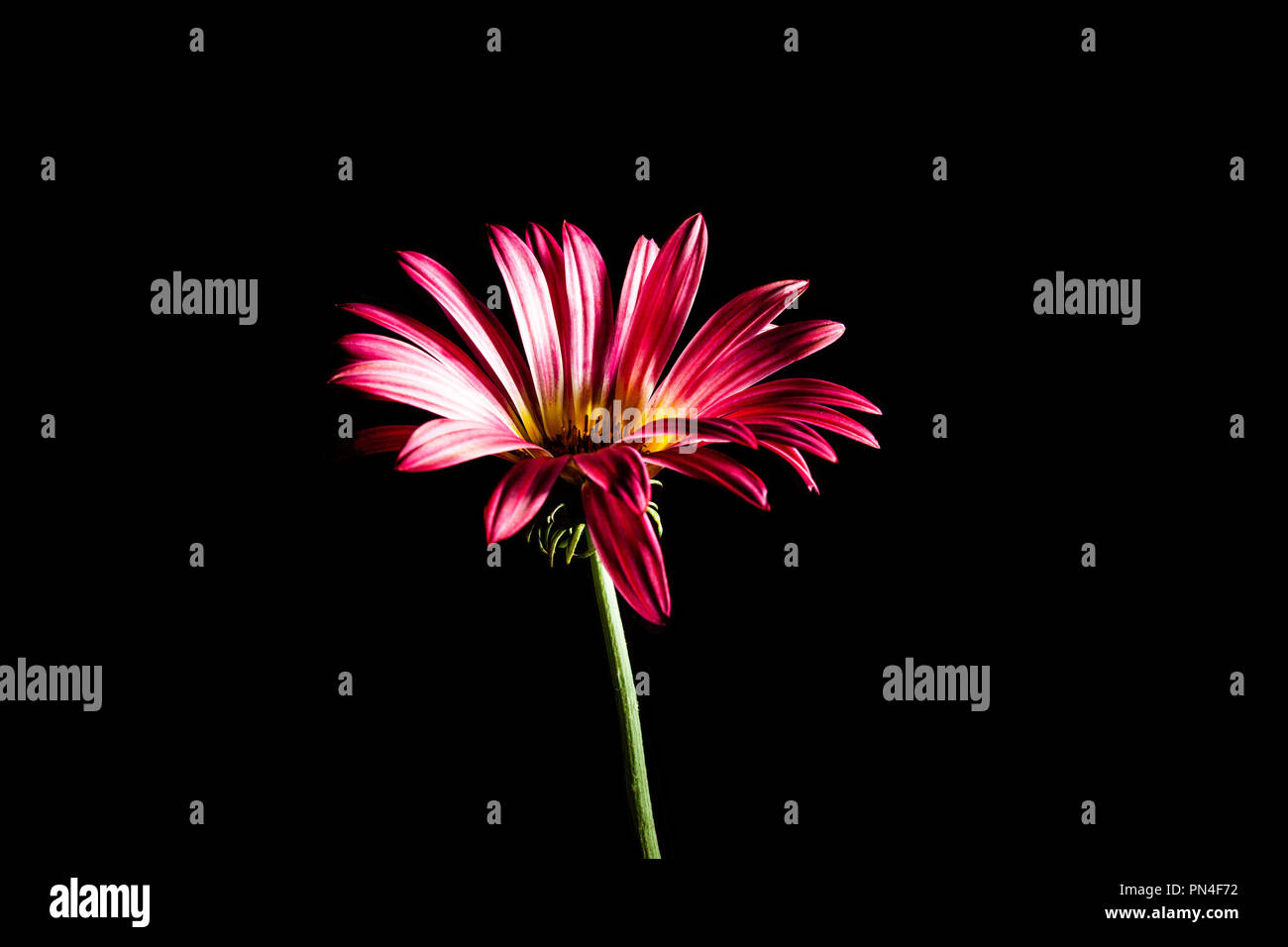 Osteospermum red hi-res stock photography and images - Alamy