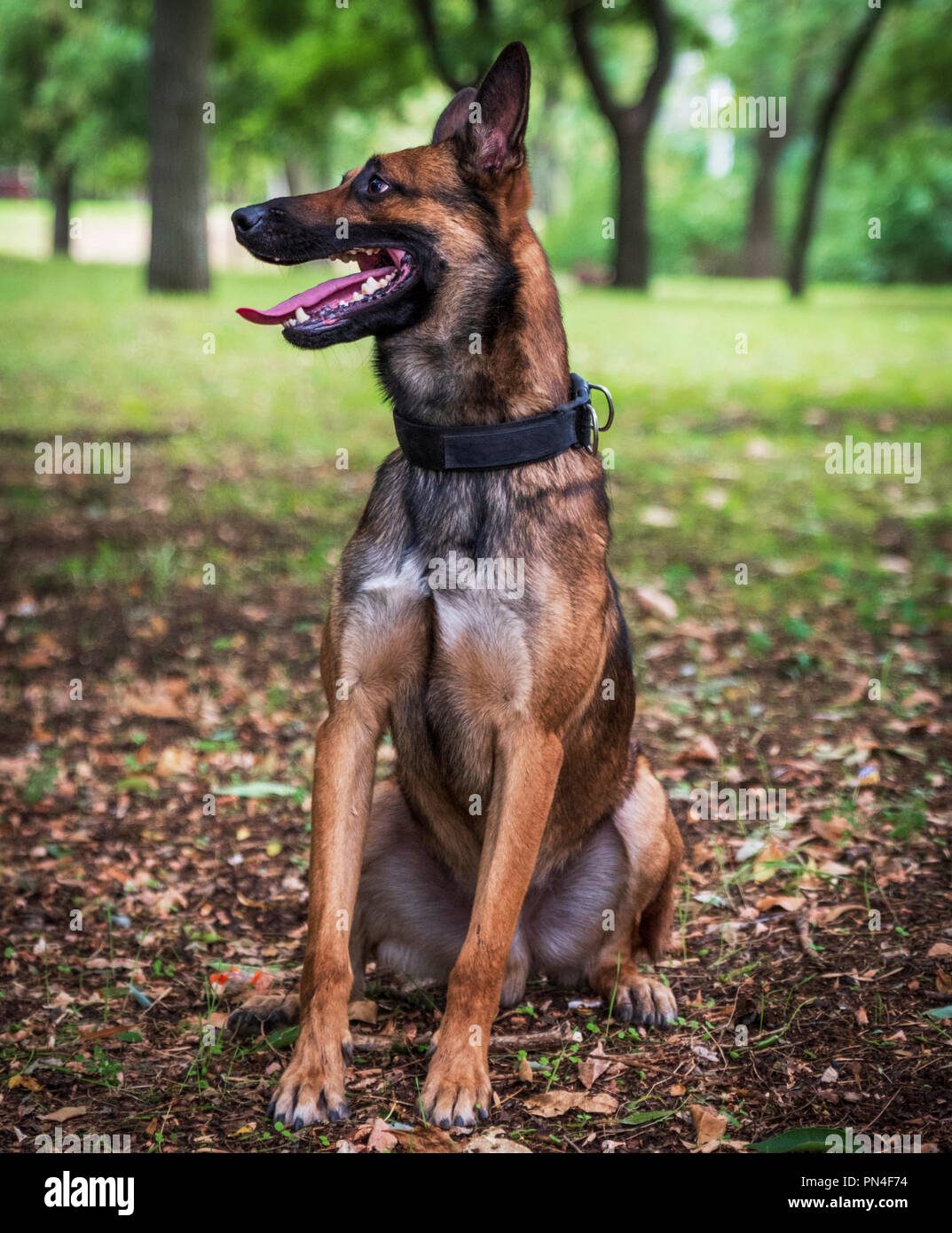 Belgian malinois sitting hi-res stock photography and images - Alamy