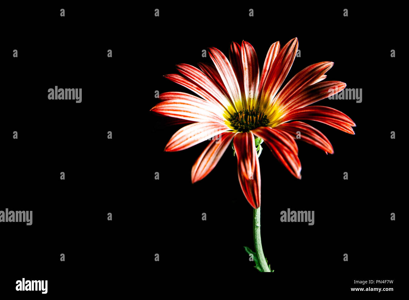 Beautiful African daisy flower - studio shot on black background with ...