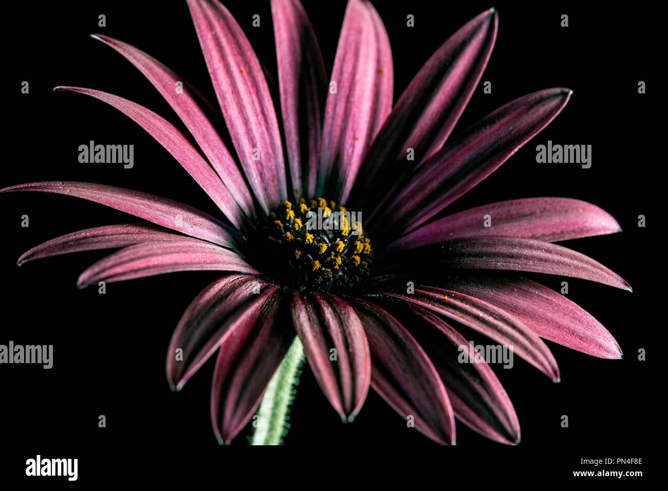 African daisy flower on black background Stock Photo - Alamy