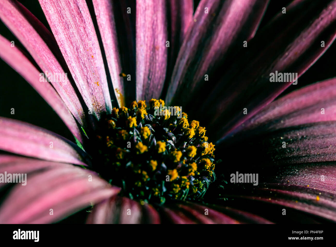 Daisy flower head hi-res stock photography and images - Alamy