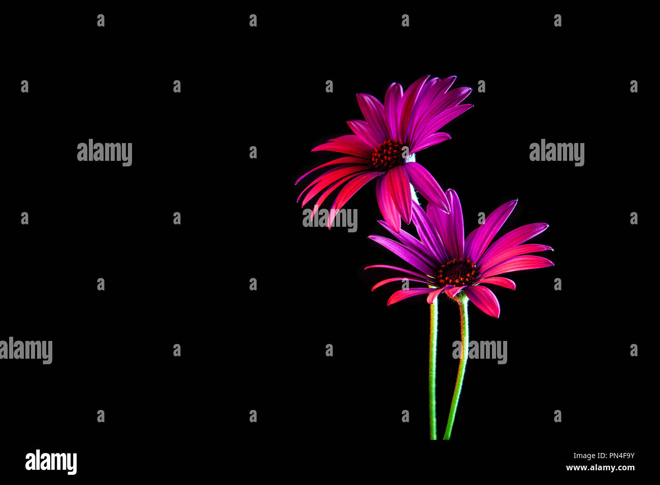 Two beautiful daisy flower in hi-res stock photography and images - Alamy