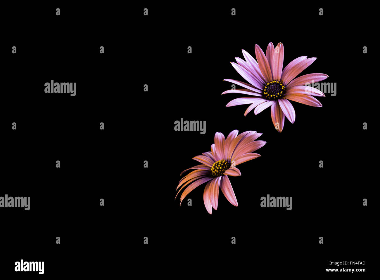 Two daisy flower heads isolated on black background with copy space ...