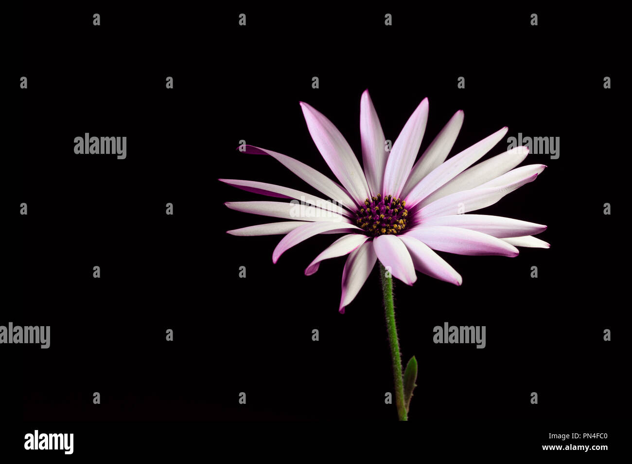 African daisy on black background Stock Photo - Alamy
