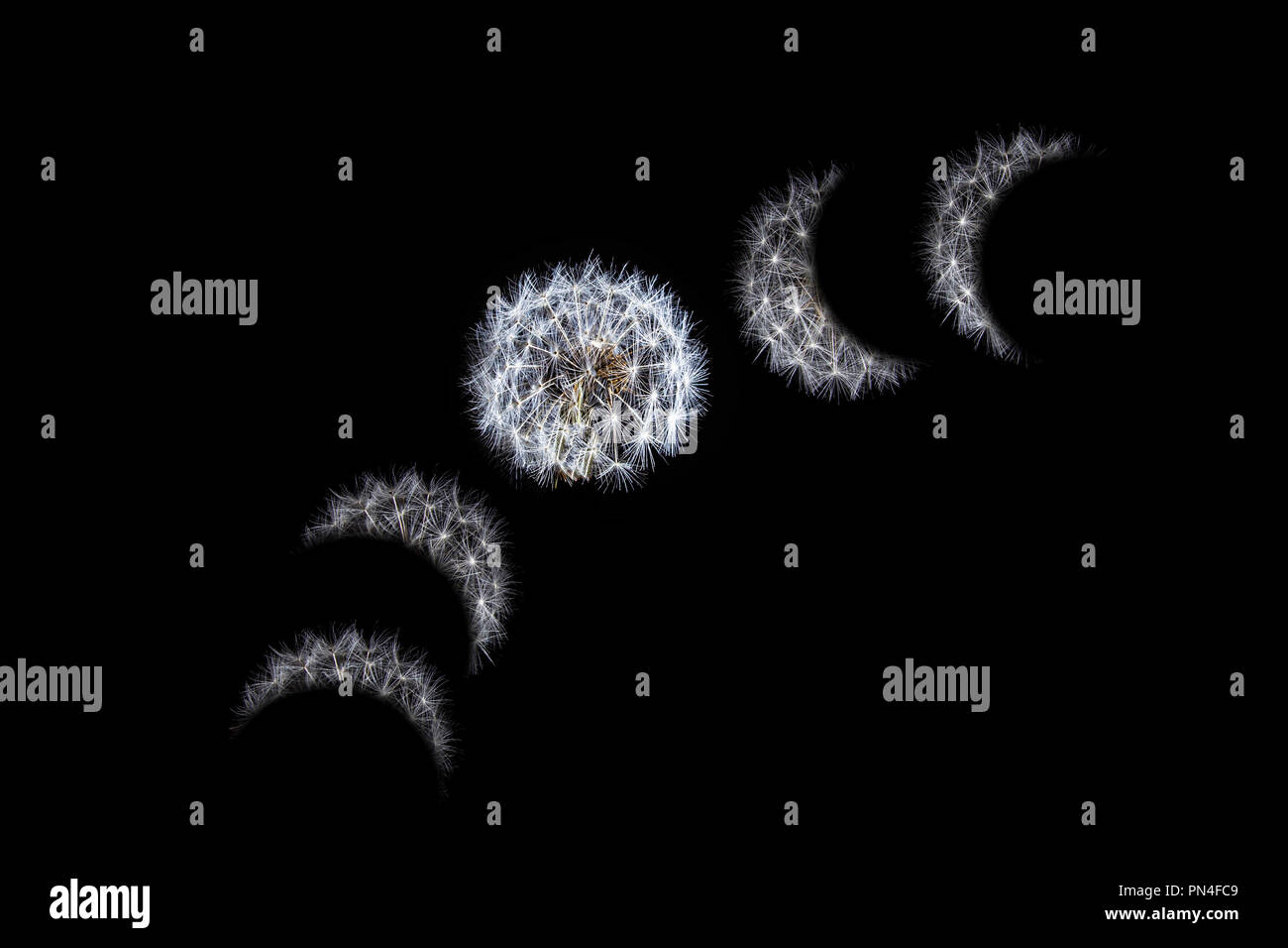 Moon eclipse or moon phases concept depicted with dandelion Stock Photo ...