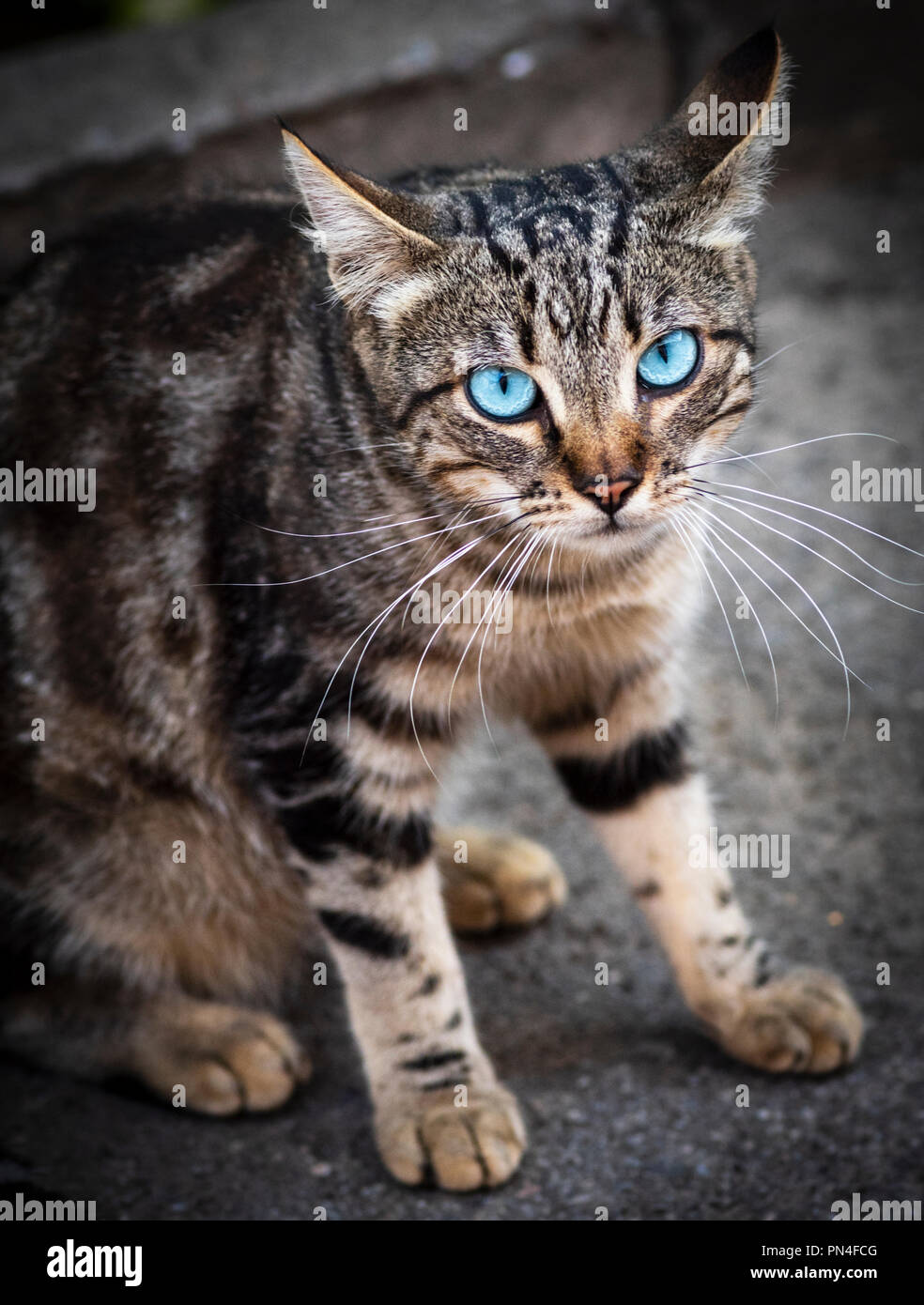 Tabby cat with blue eyes hi-res stock photography and images - Alamy