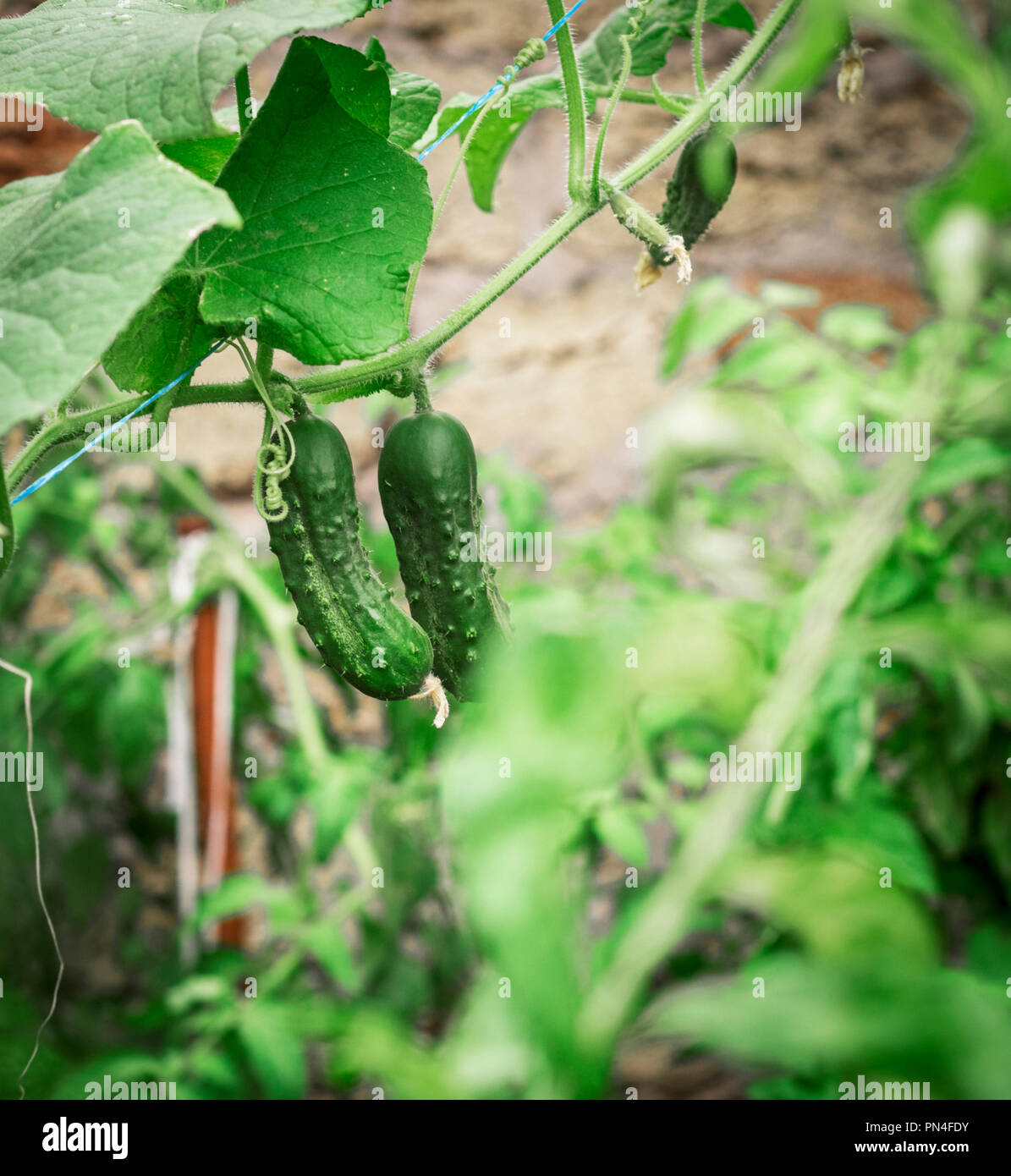 growing cucumber bushes with fruits, close up Stock Photo - Alamy