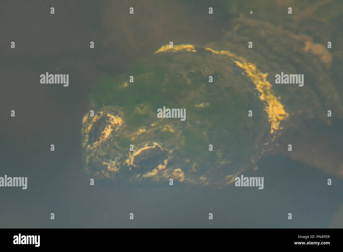 Moss Covered Snapping Turtle Below Water Stock Photo - Alamy