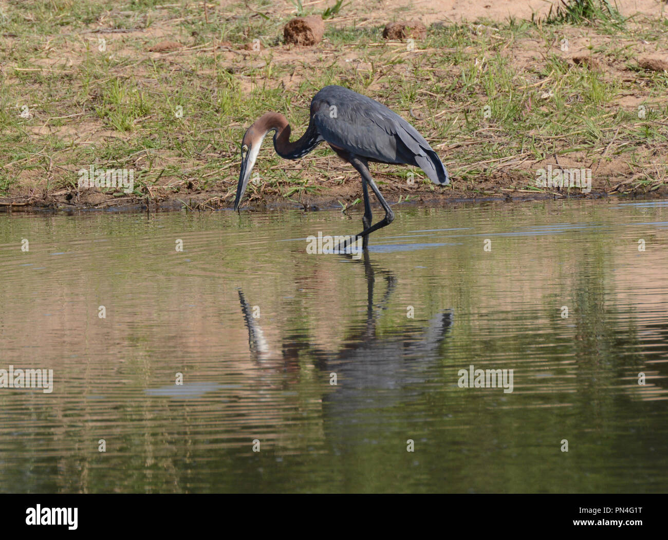 Stalk wading in river with reflection in water Stock Photo - Alamy