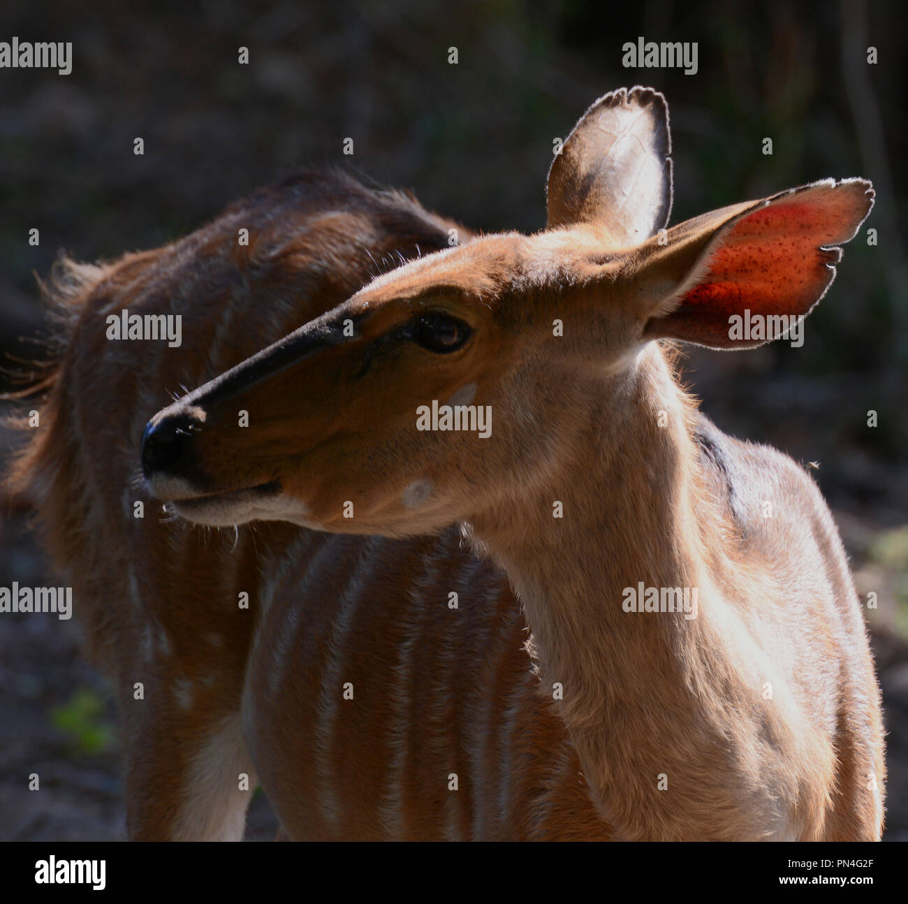 Africa wild life hi-res stock photography and images - Alamy