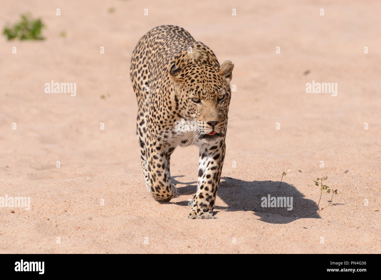 Large male leopard hi-res stock photography and images - Alamy