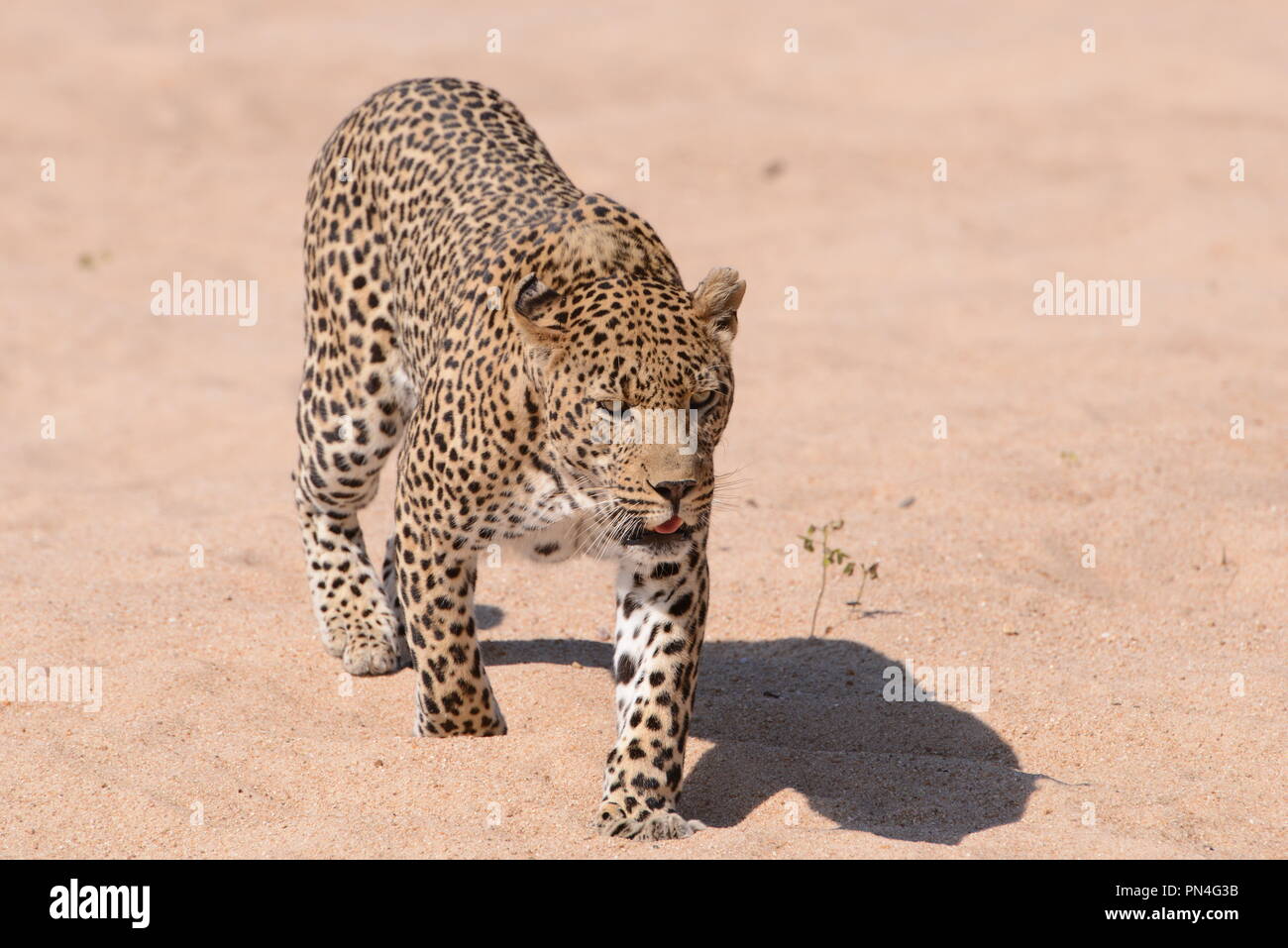 Large male leopard hi-res stock photography and images - Alamy