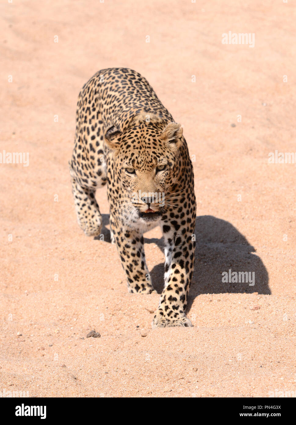 Leopard walking sand hi-res stock photography and images - Alamy