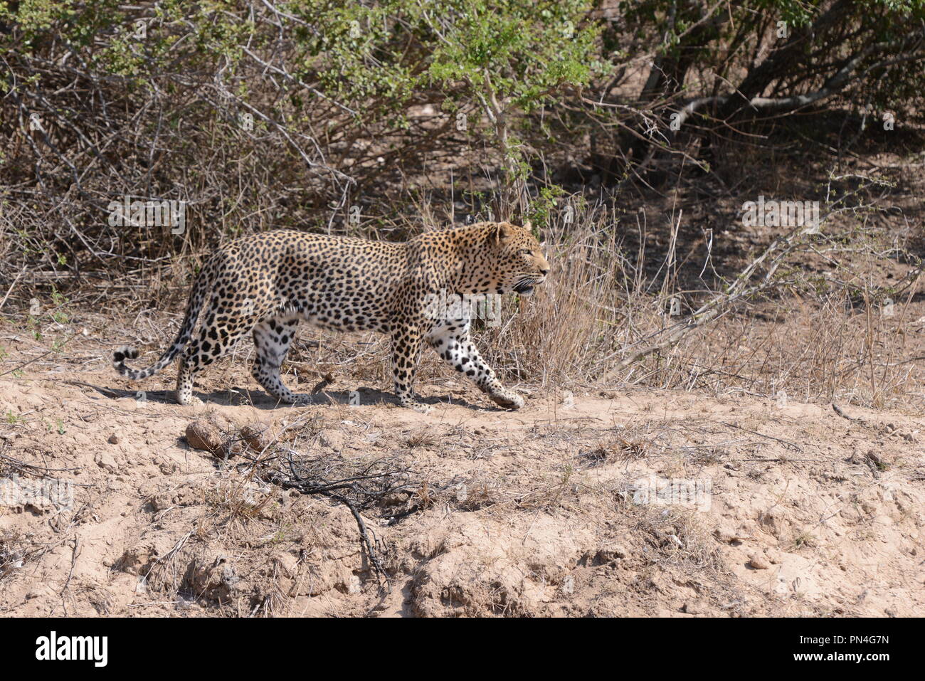 Large male leopard Stock Photo - Alamy