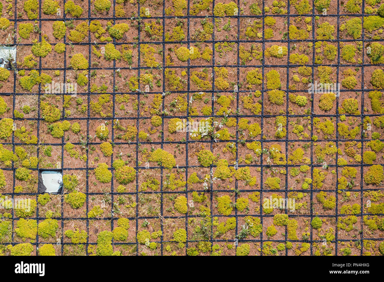 Aerial view of grid plantings of green roof Stock Photo - Alamy