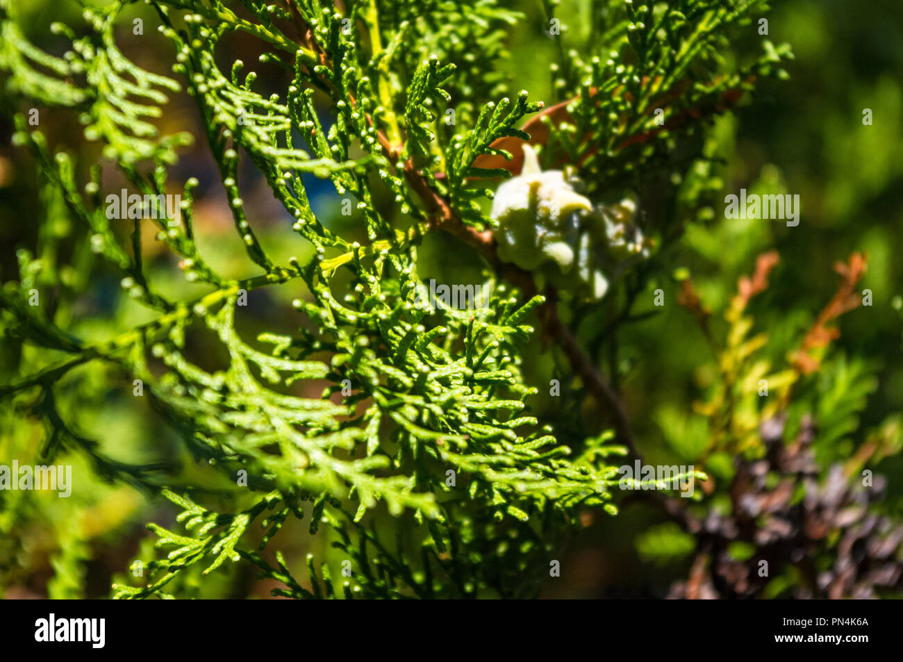 Incense cedar tree Calocedrus decurrens branch close up. Thuja cones ...