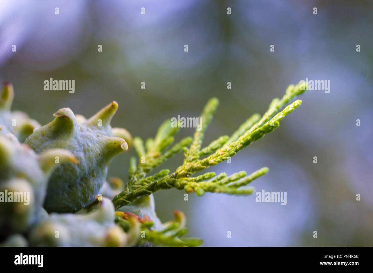 Incense cedar tree Calocedrus decurrens branch close up. Thuja cones ...