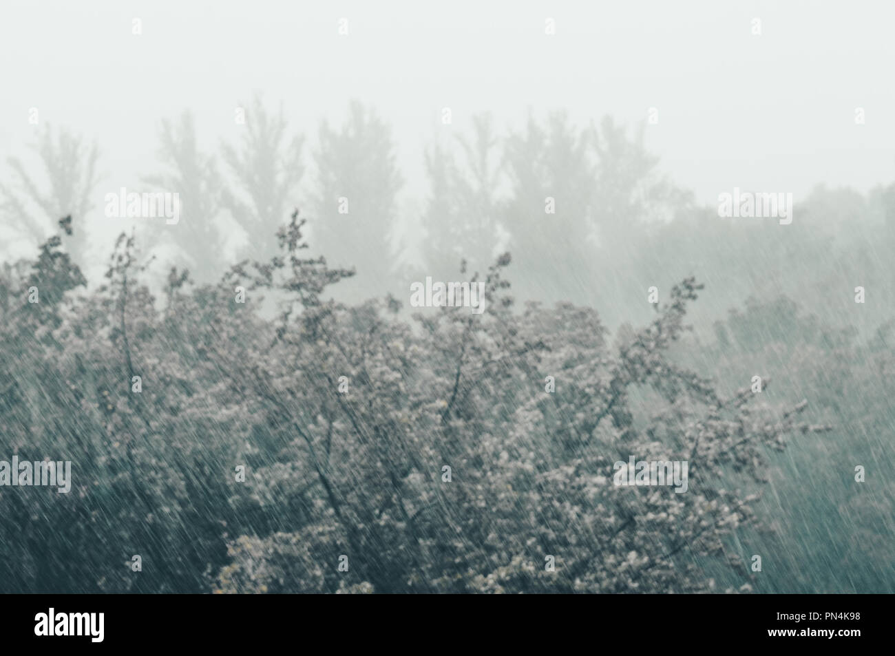 Landscape with green trees in a heavy summer rain Stock Photo - Alamy