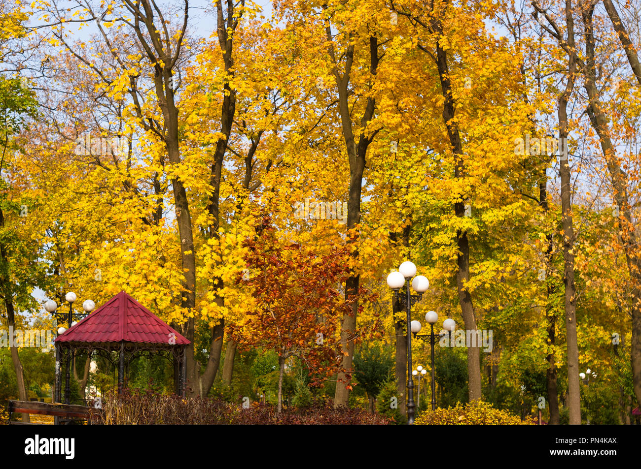Urban Autumn landscape with trees in sunlight Stock Photo - Alamy