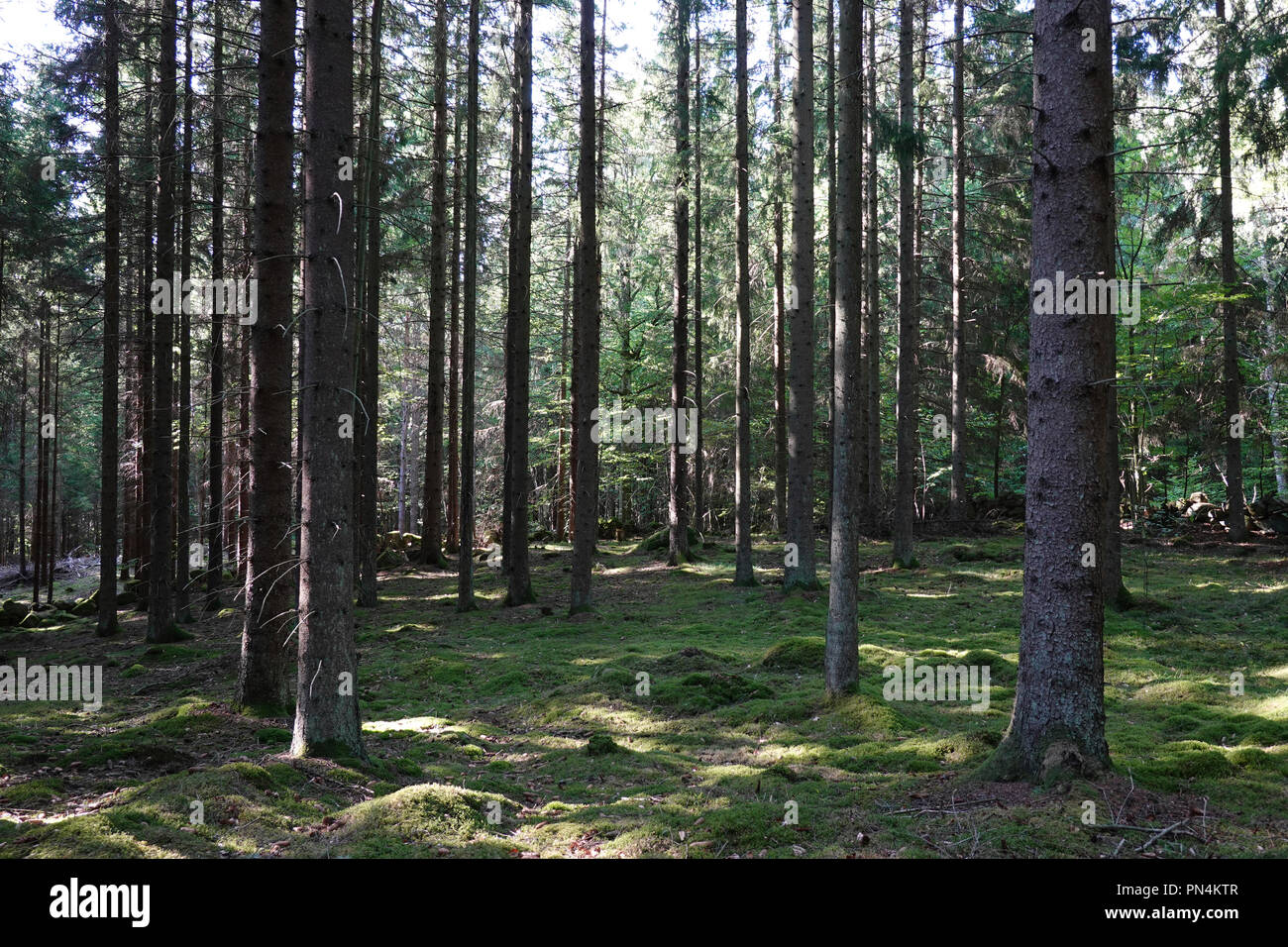 Swedish forest hi-res stock photography and images - Alamy