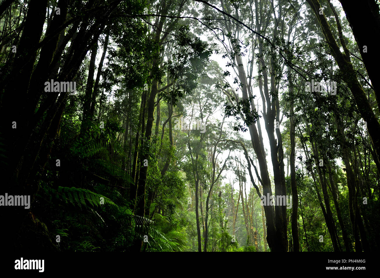 Temperate rainforest ecosystem hi-res stock photography and images - Alamy