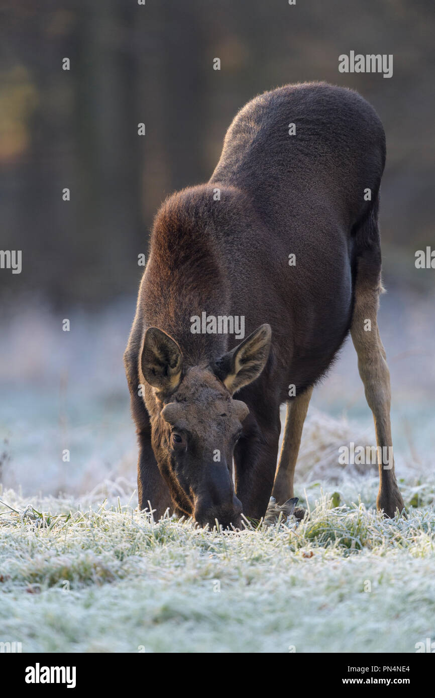 Moose, Elk, Alces alces, in winter, Germany, Europe Stock Photo - Alamy