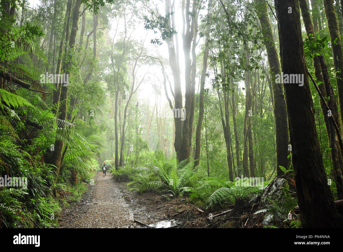 Temperate Rainforest Ecosystem High Resolution Stock Photography and ...