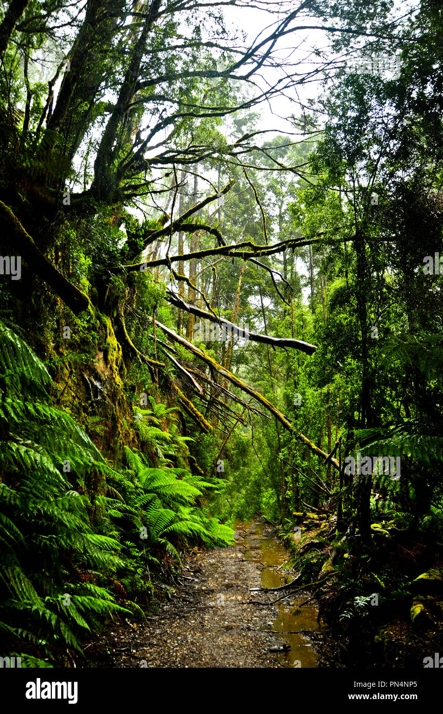 Temperate rainforest ecosystem hi-res stock photography and images - Alamy