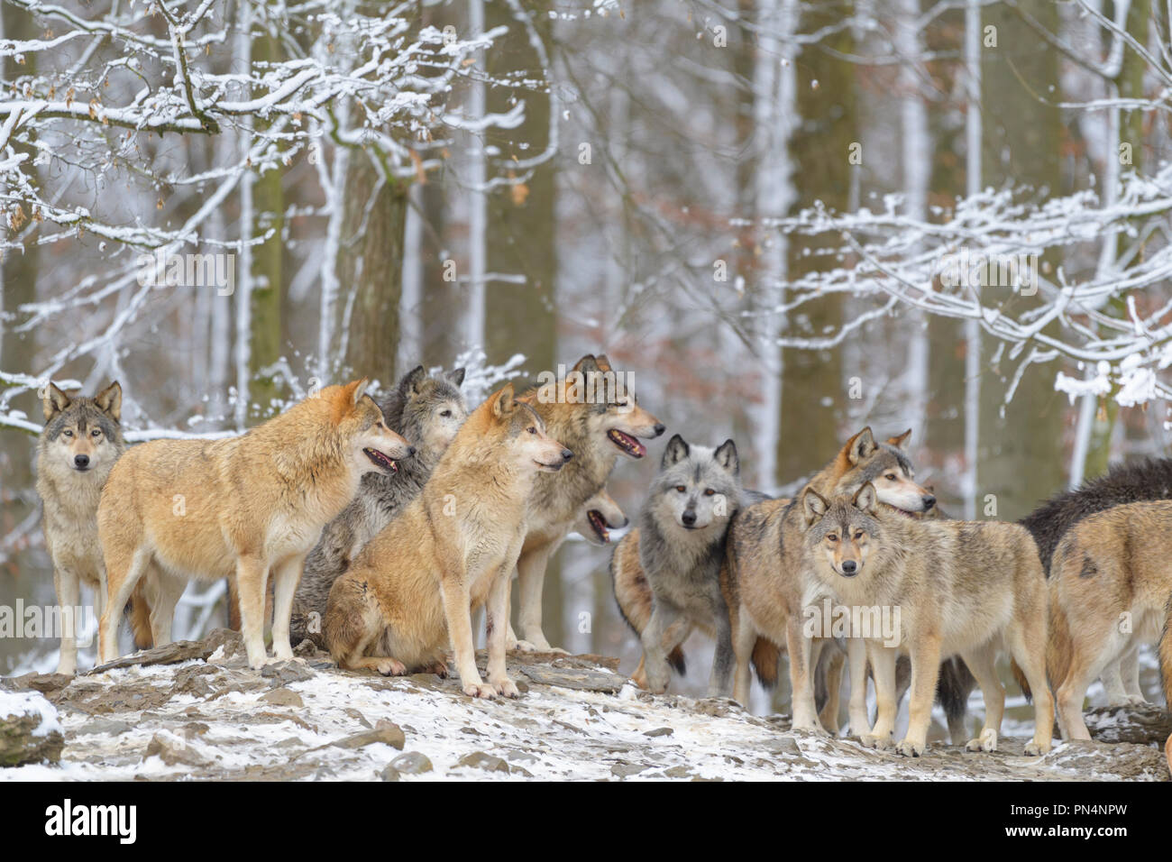 Wolf, Canis lupus, pack of wolves in winter, Germany Stock Photo - Alamy