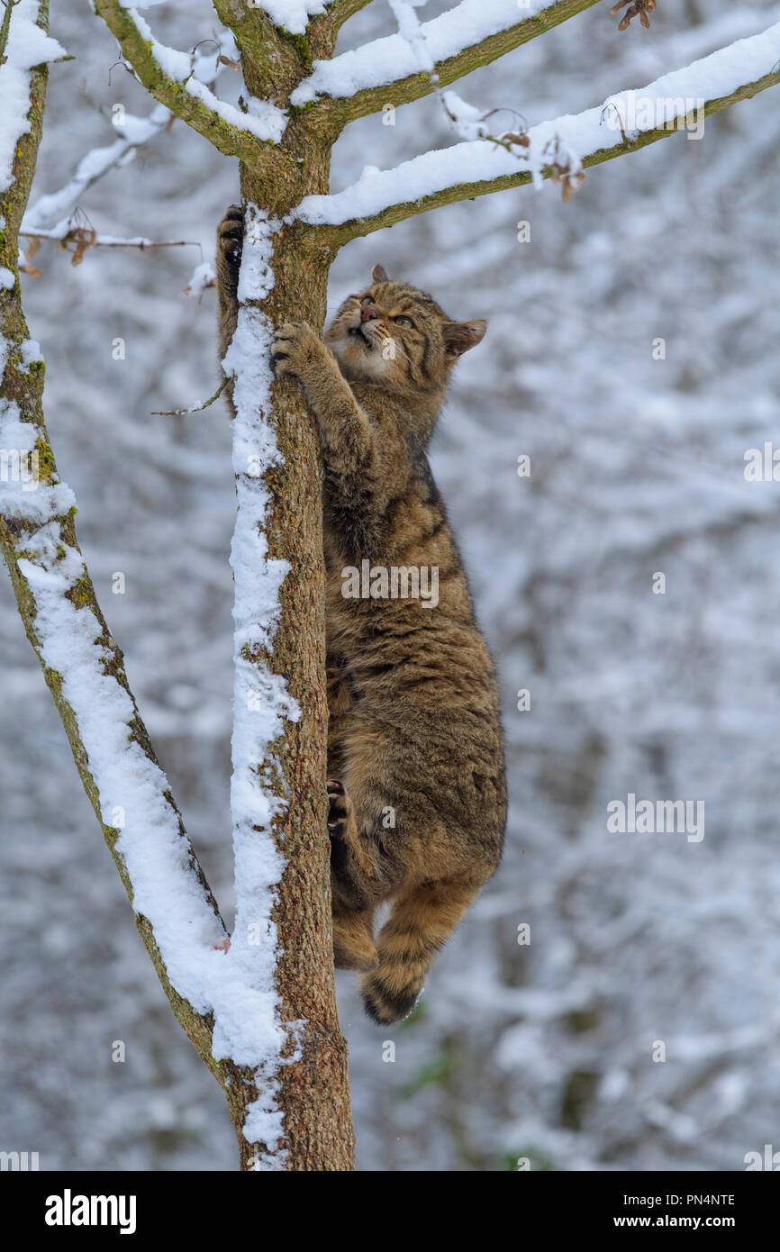 Wildcat, Felis silvestris, climbing on tree in winter, Germany, Europe ...