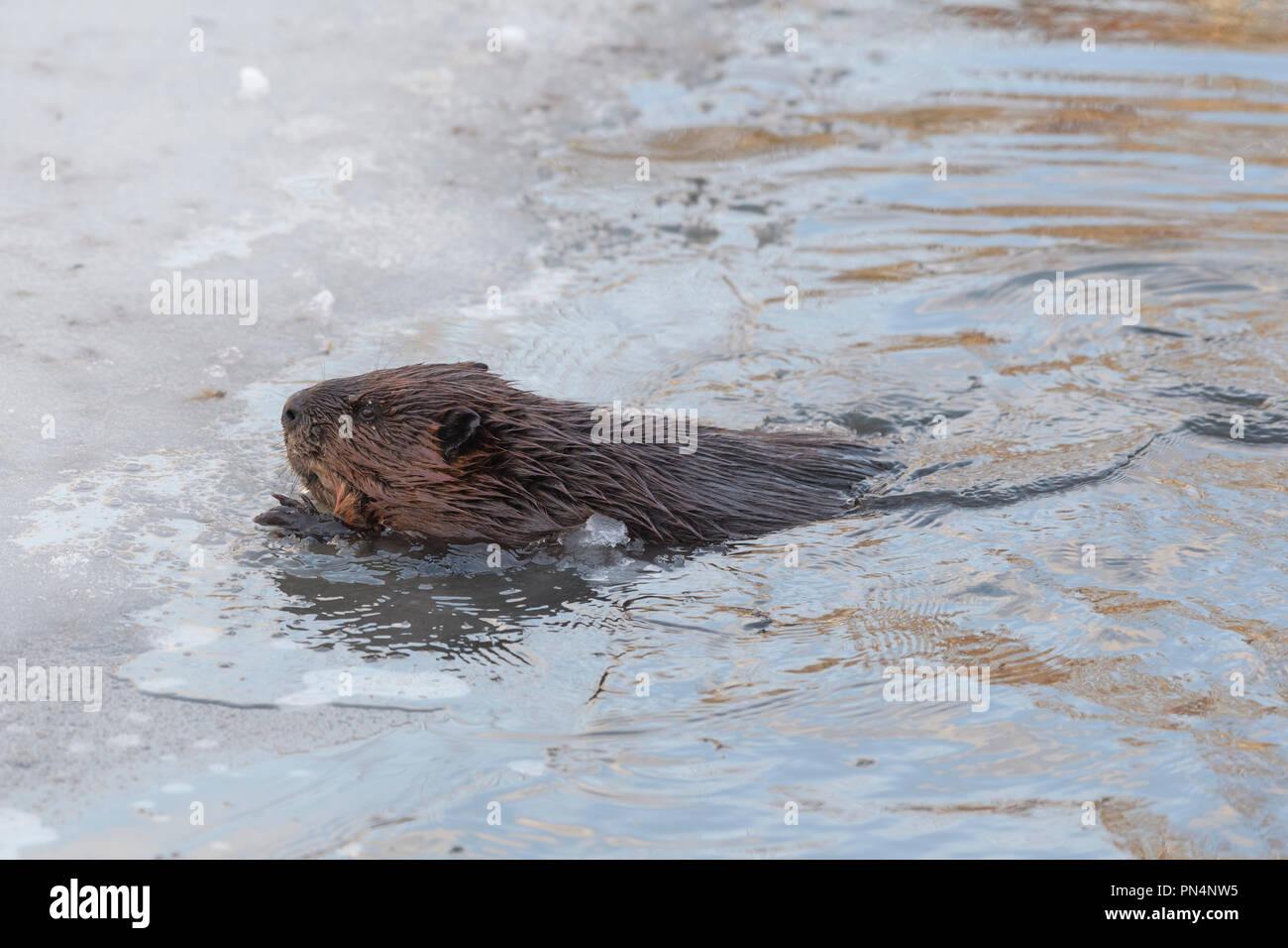 Beaver, European beaver, Castor fiber, in winter, Germany Stock Photo ...