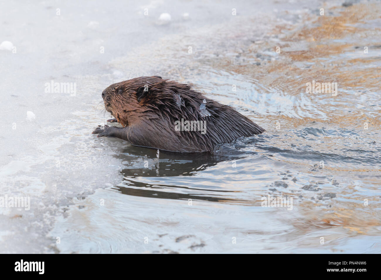 Beaver, European beaver, Castor fiber, in winter, Germany Stock Photo ...