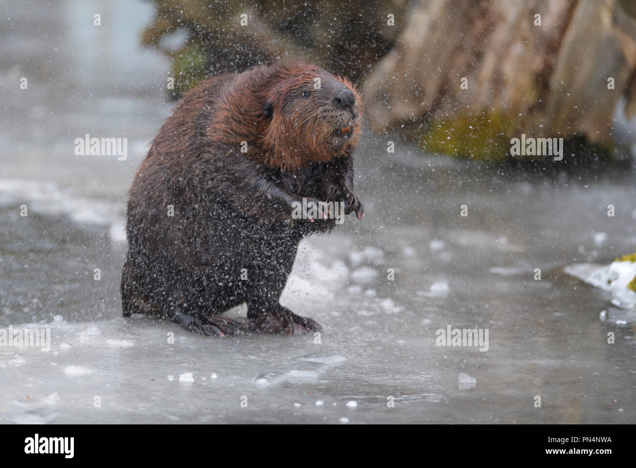 Beaver, European beaver, Castor fiber, in winter, Germany Stock Photo ...