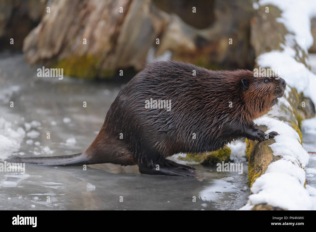 Castor fiber hi-res stock photography and images - Alamy