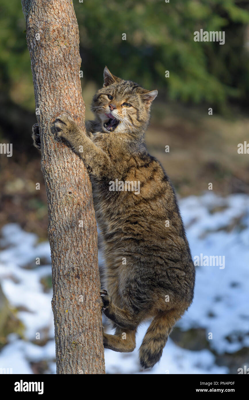 Wildcat, Felis silvestris, climbing on tree in winter, Germany, Europe ...