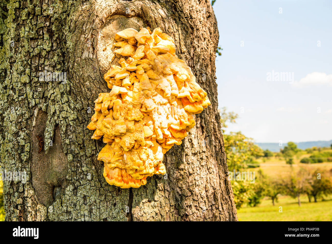 crab-of-the-woods, mushroom on an apple tree in Germany Stock Photo - Alamy