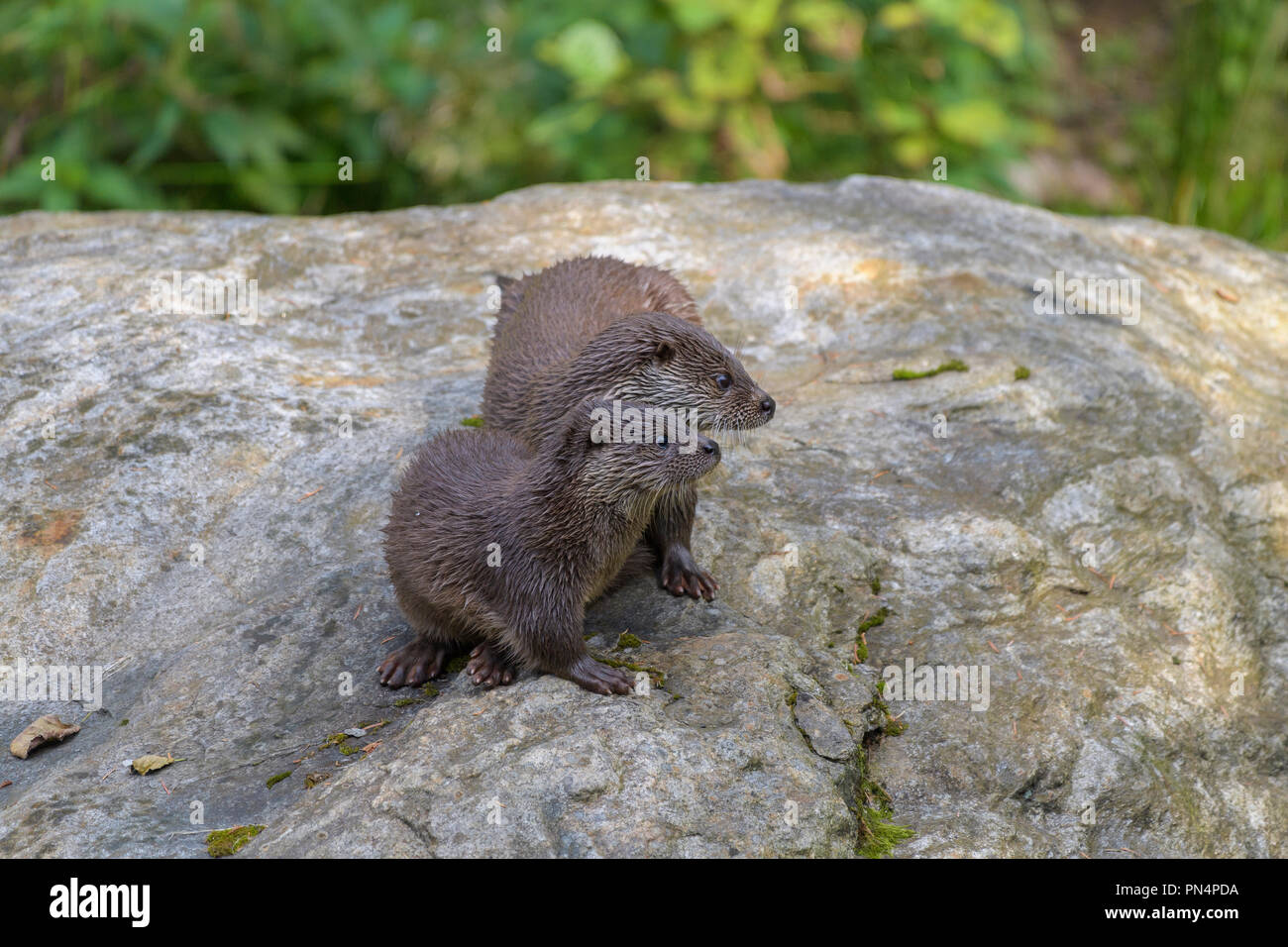 Otter, lutra lutra, female with cub, Germany, Europe Stock Photo - Alamy