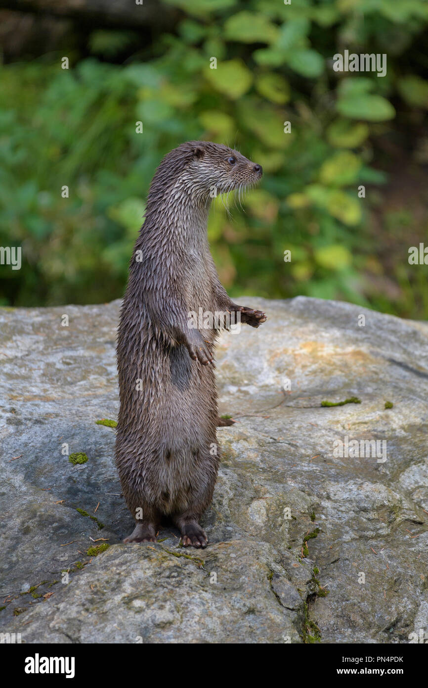 Otter, lutra lutra, stands, Germany, Europe Stock Photo - Alamy