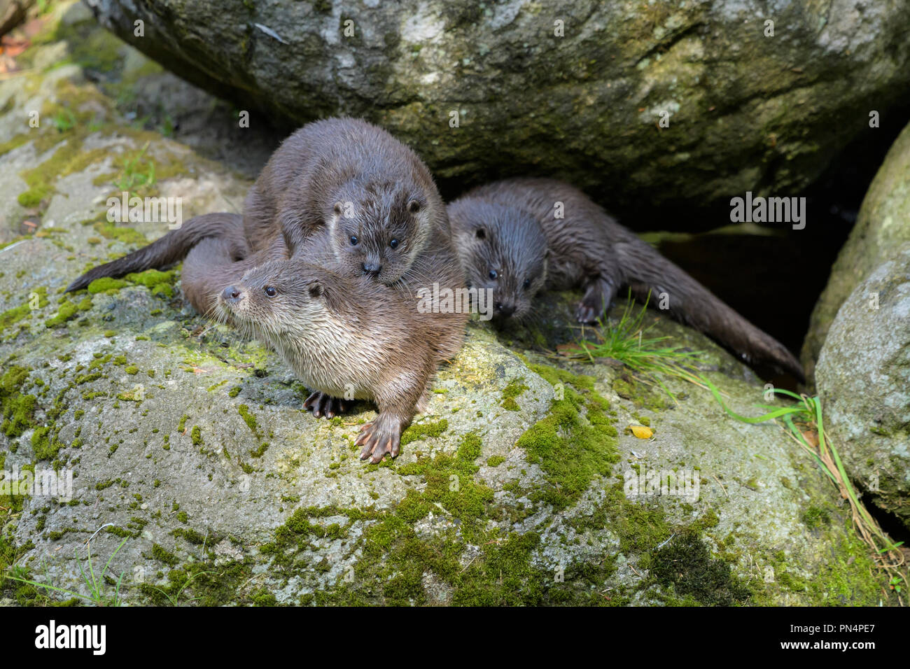 Otter, lutra lutra, female with two cub, Germany, Europe Stock Photo ...