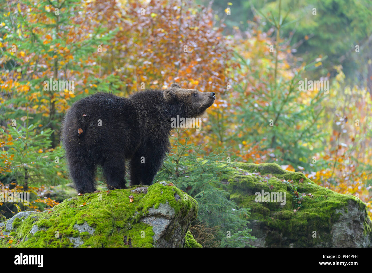 Brown bear, Ursus arctos, cub, Germany Stock Photo - Alamy