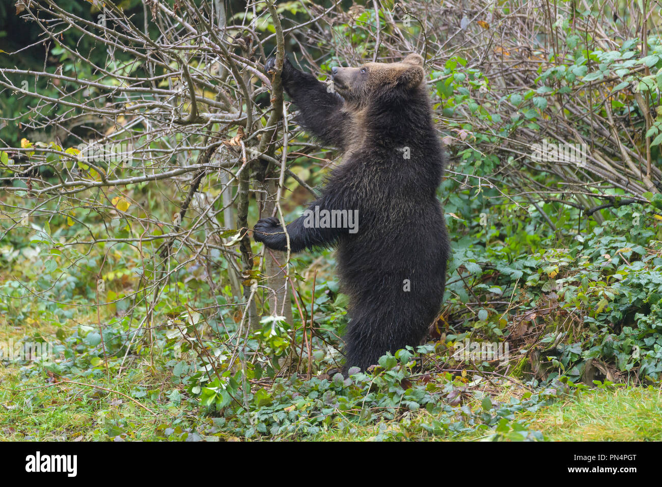 Cub stands hi-res stock photography and images - Alamy