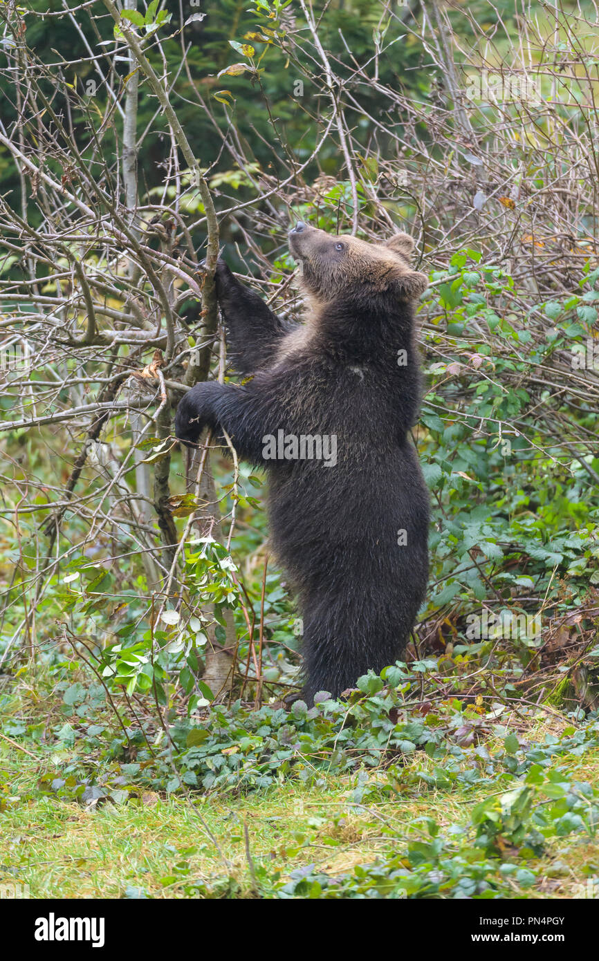 Cub stands hi-res stock photography and images - Alamy