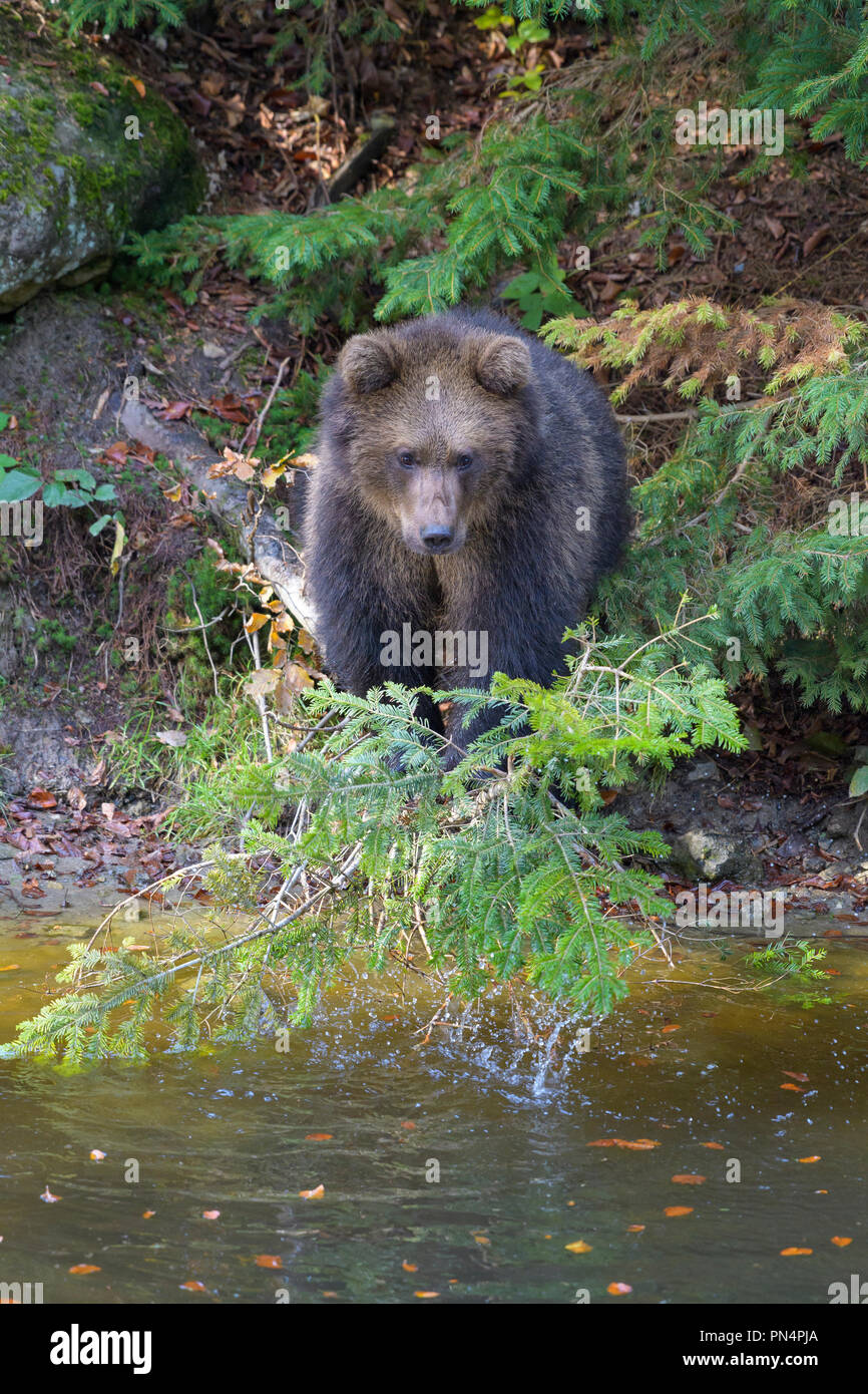 Brown bear, Ursus arctos, cub, Germany Stock Photo - Alamy
