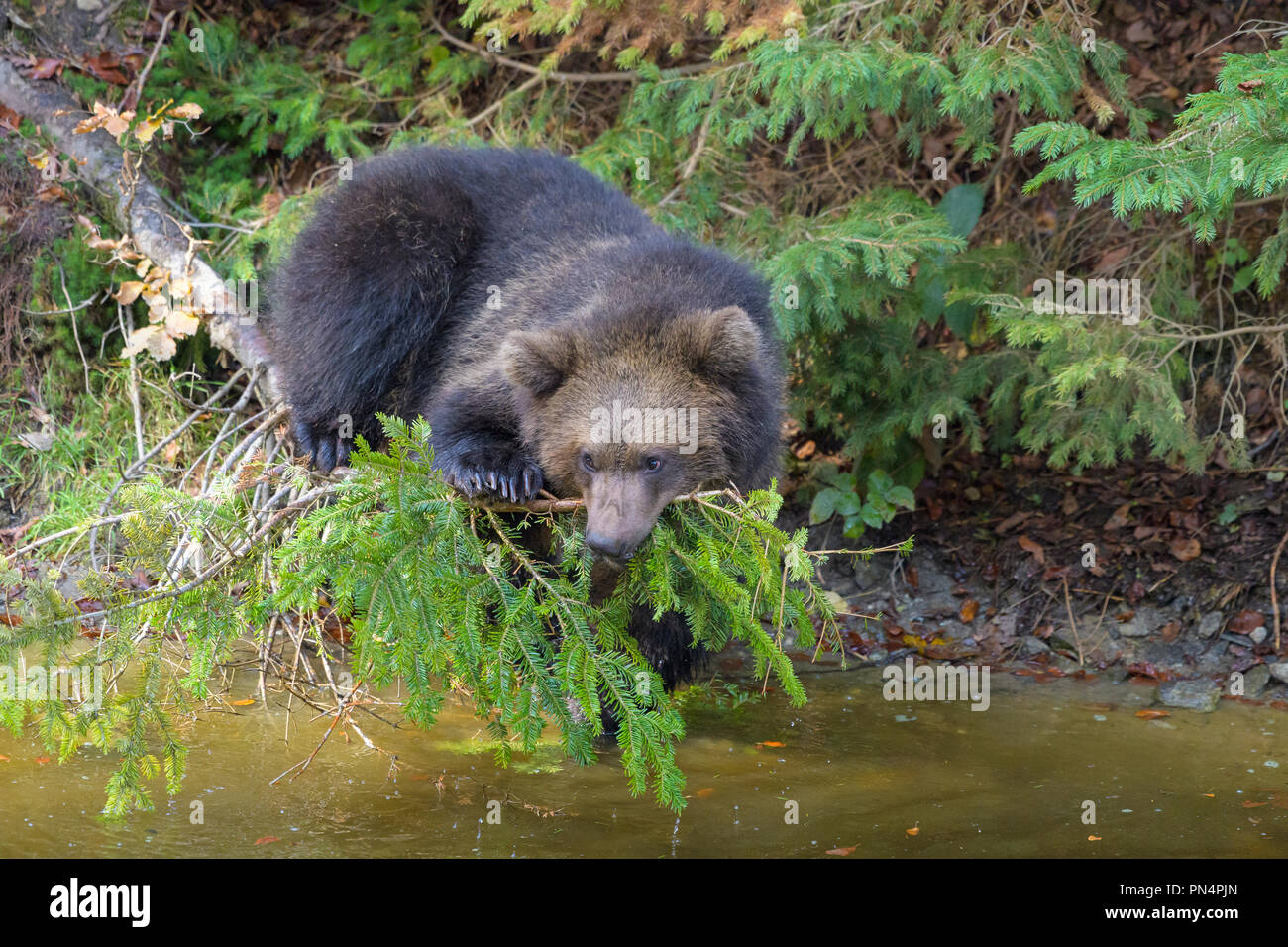 Brown bear, Ursus arctos, cub, Germany Stock Photo - Alamy