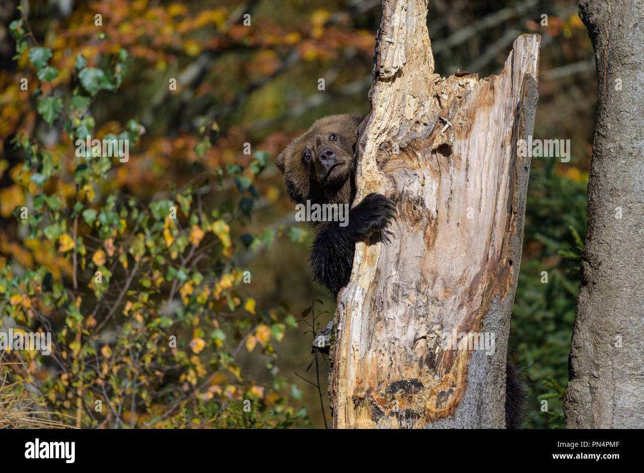 Young brown bear climbing tree hi-res stock photography and images - Alamy