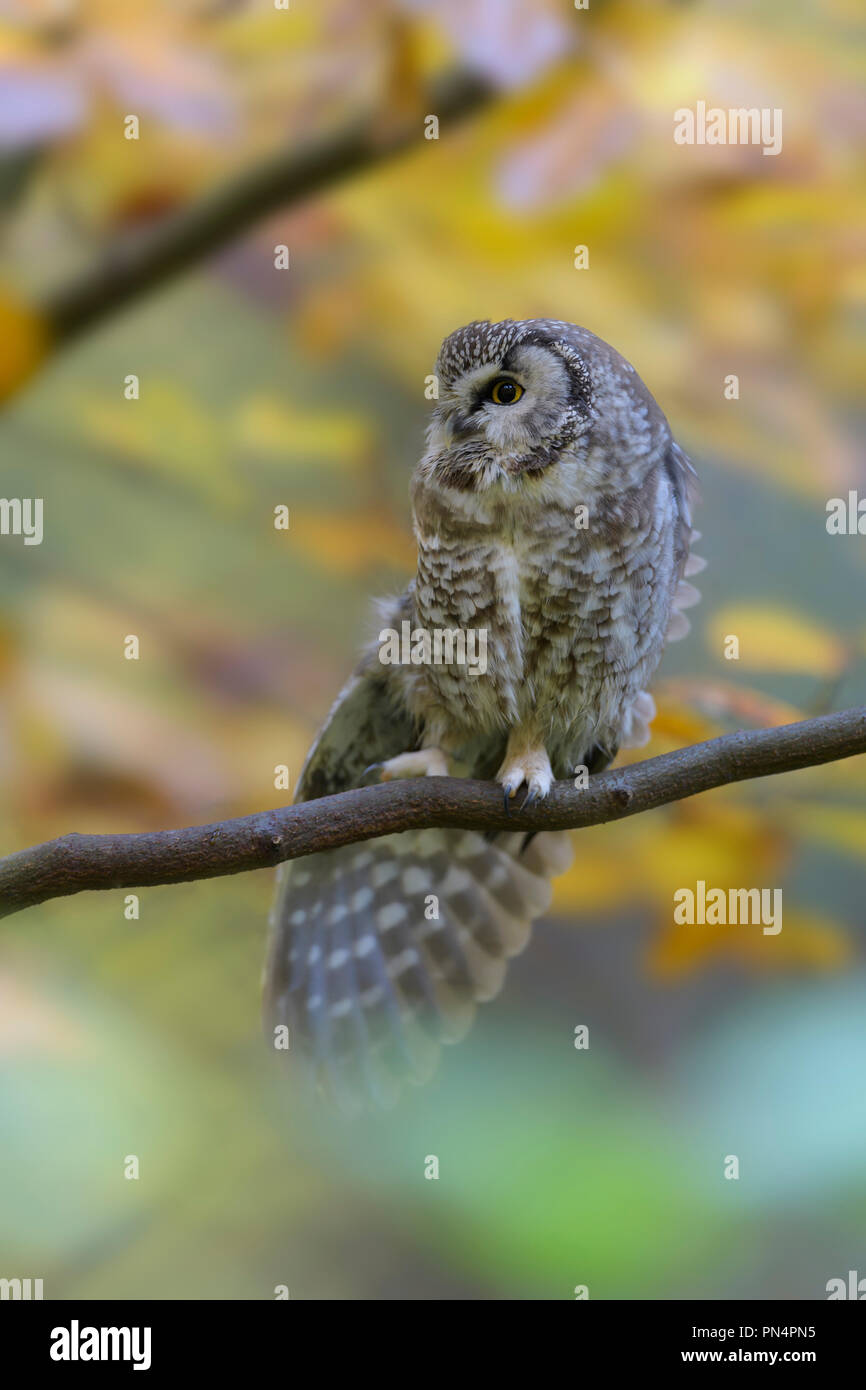 Tengmalm's Owl, Aegolius funereus, autumn, Germany Stock Photo - Alamy