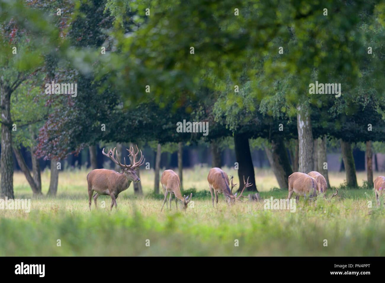Red Deer, Cervus elaphus, Deer with rudel, Germany, Europe Stock Photo ...