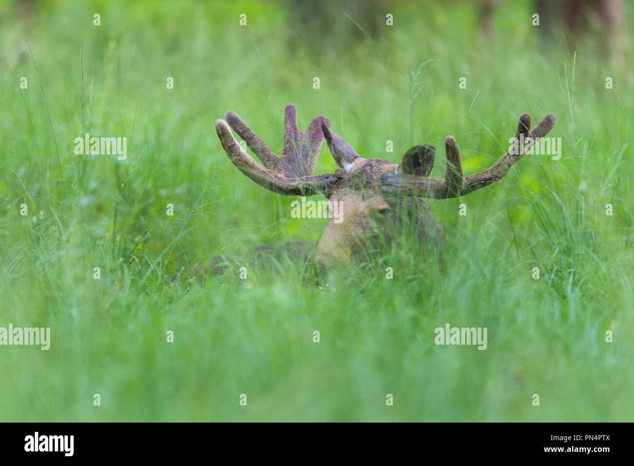 Moose germany hi-res stock photography and images - Alamy
